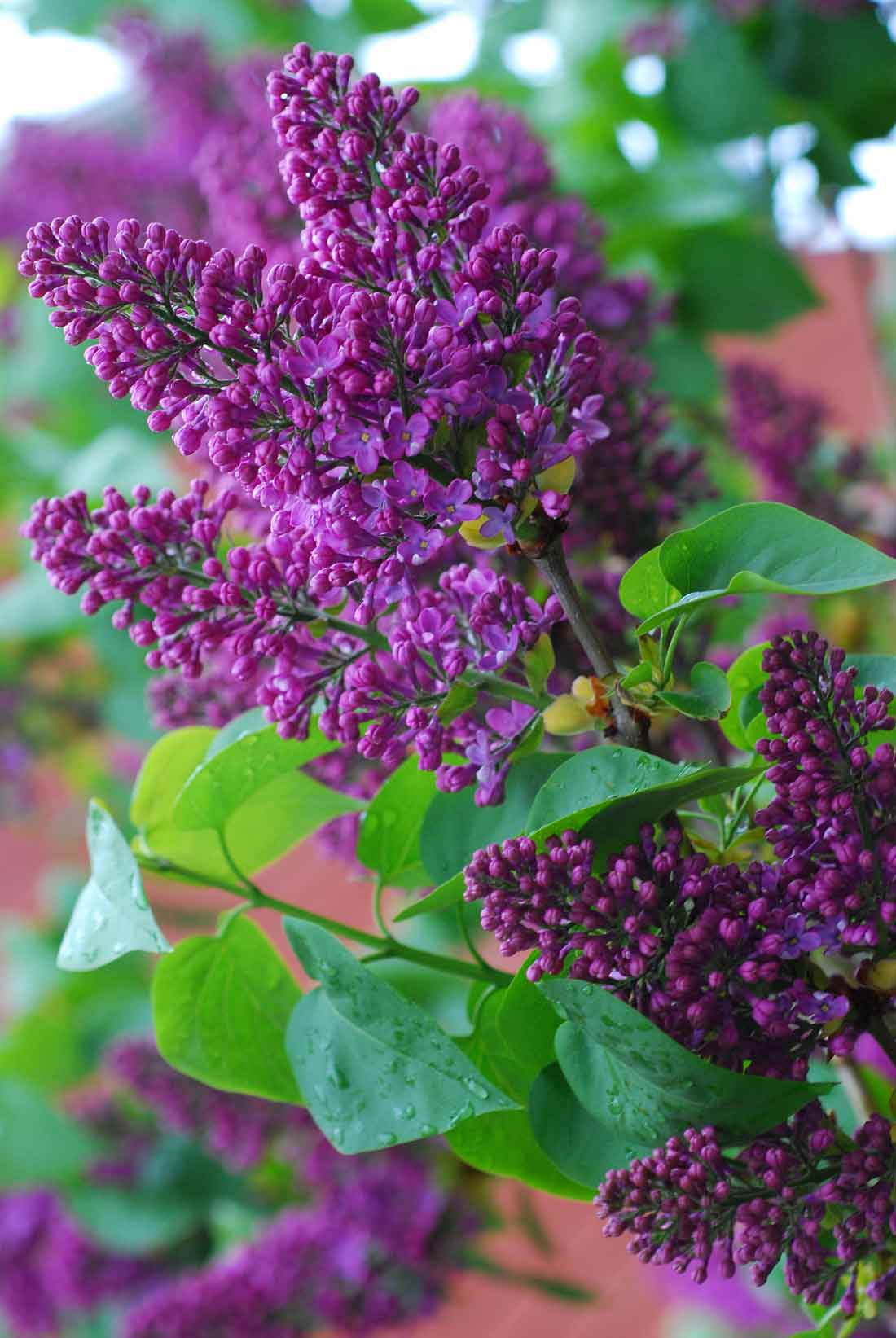 Lilac Luncheon – AGC of Spokane
